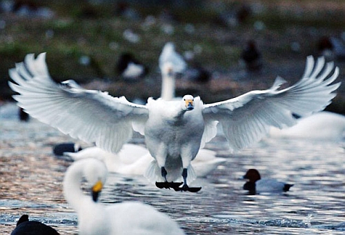 Global Warming? Siberian swans signal start of yet another Arctic ...